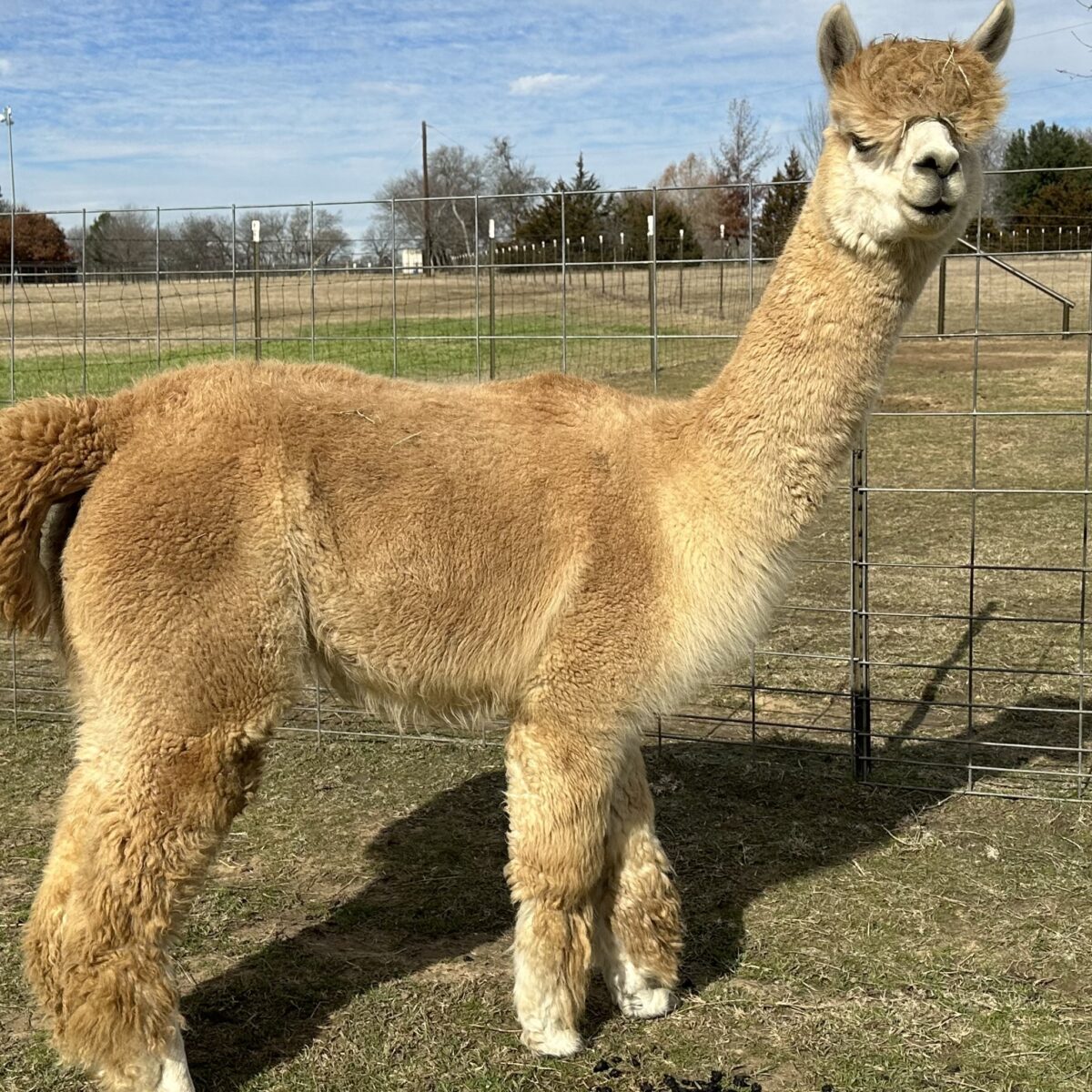 Emelia | Legendary Alpacas of Texas