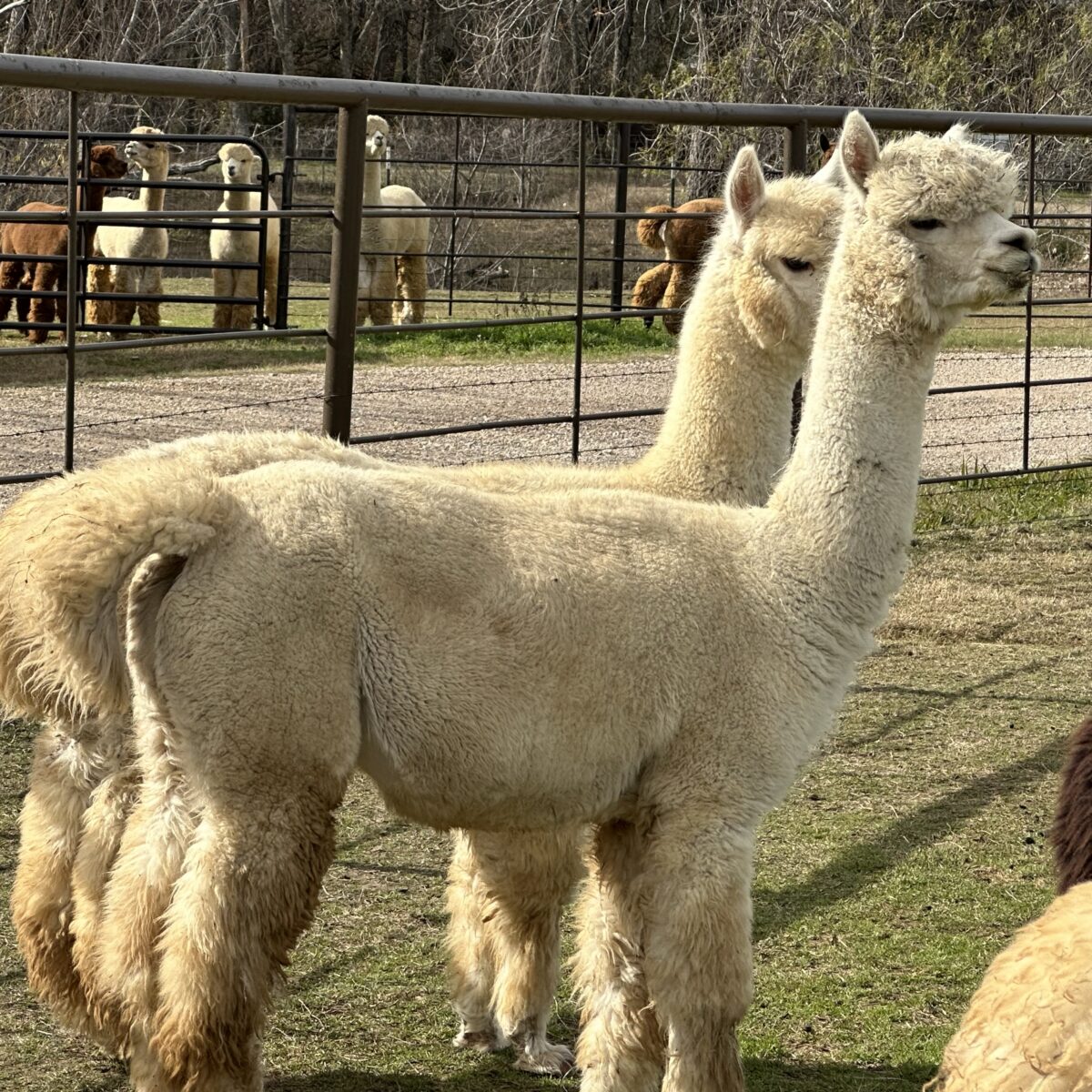 Harmonys Legend-Sold | Legendary Alpacas of Texas