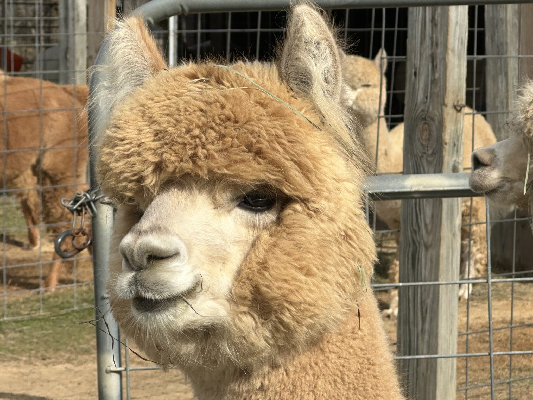 Millie-SOLD | Legendary Alpacas of Texas