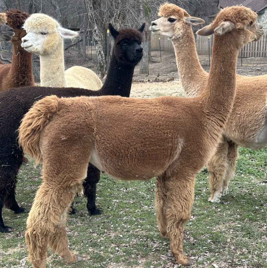 Beauty - 3 in 1 - special pricing | Legendary Alpacas of Texas