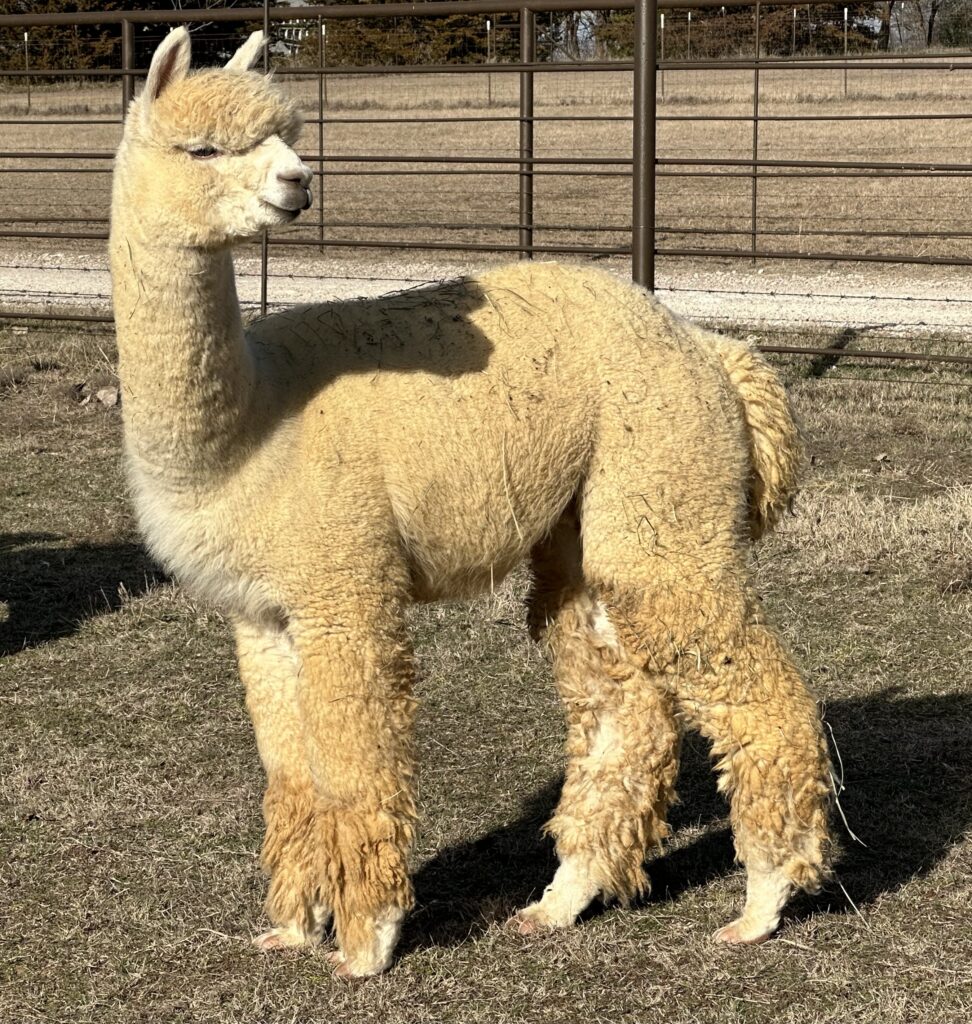 Maverik-great genetics and should be working | Legendary Alpacas of Texas