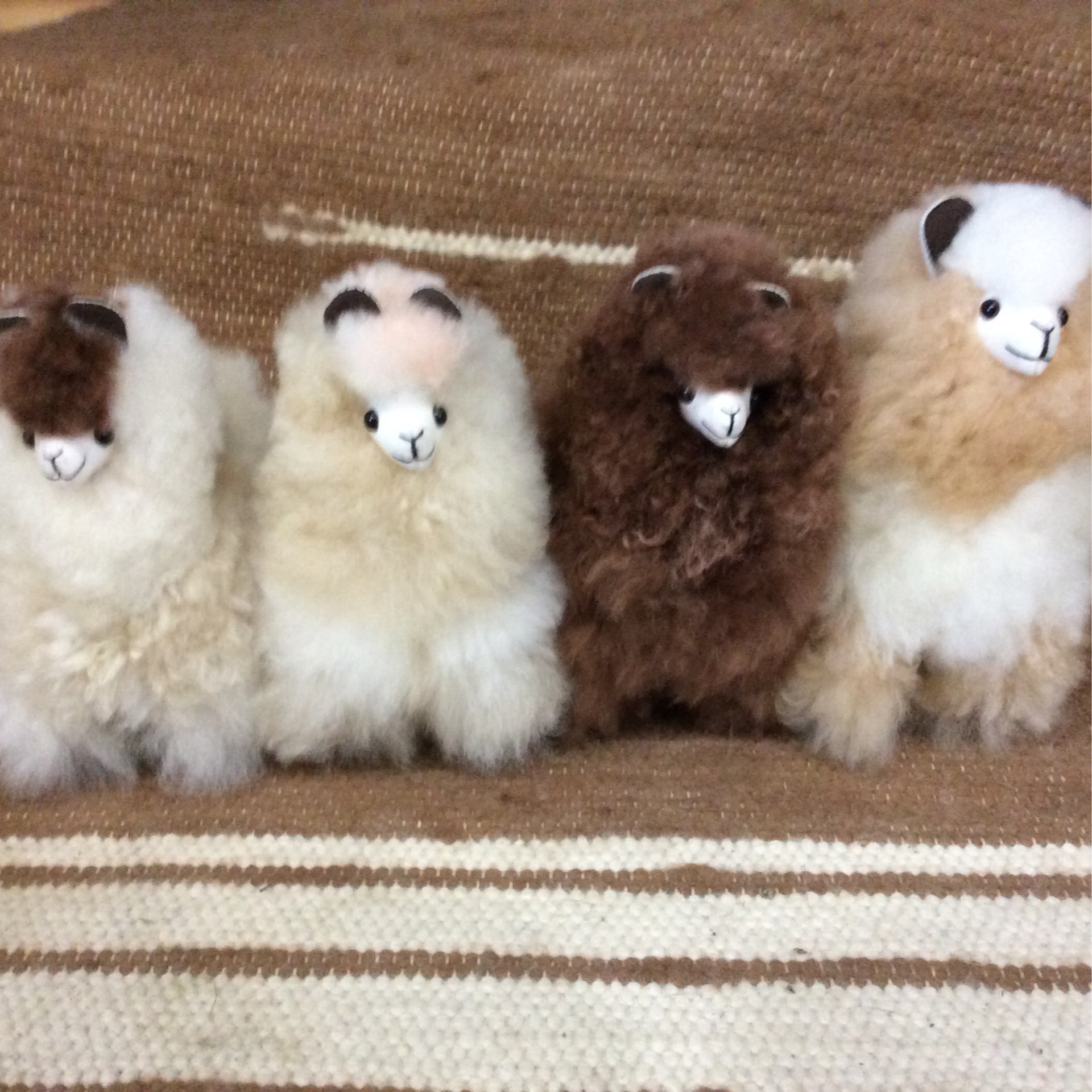 9” Premium Alpacas - Legendary Alpacas of Texas